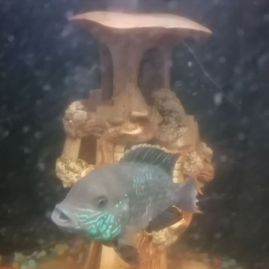 Рыбка хищник