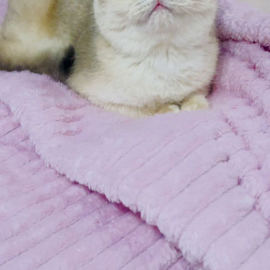 Британский котик