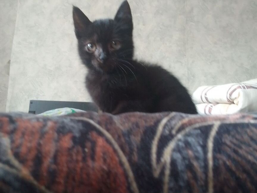 Найдена кошка черная обычная