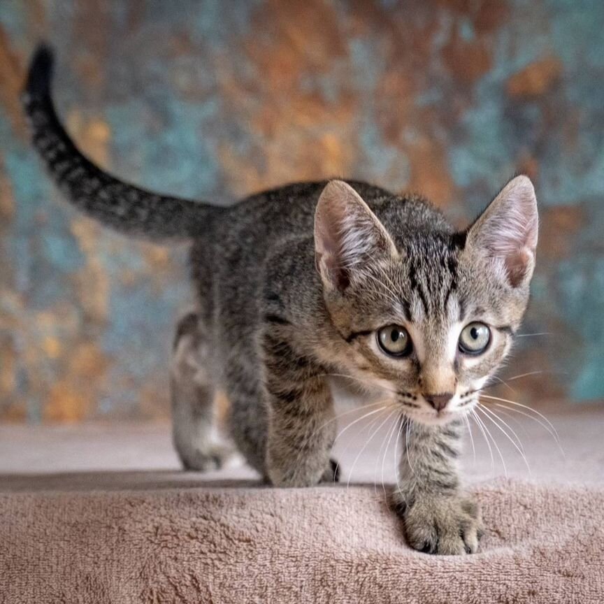 Котята бесплатно