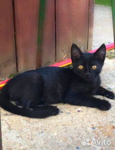 Черный котенок бесплатно в добрые руки