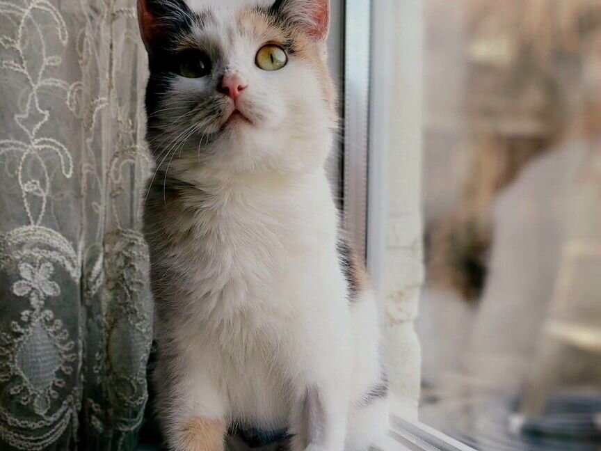 Кошка в дар