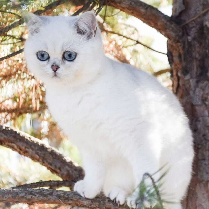 Шотландские прямоухие котята