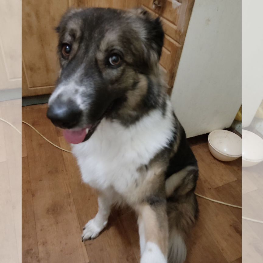 Отдам в хорошие руки. Девочка 2 года