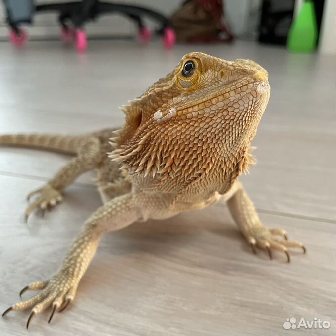 Бородатая агама