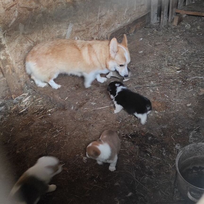 Корги и Джек Рассел щенки