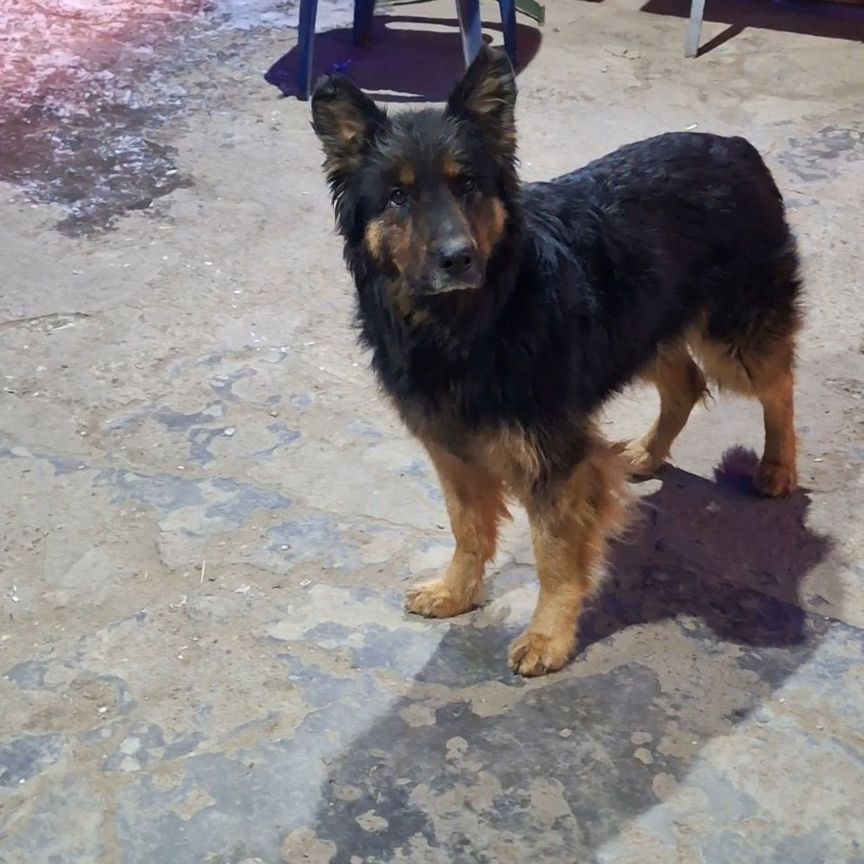 Немецкая овчарка в добрые руки