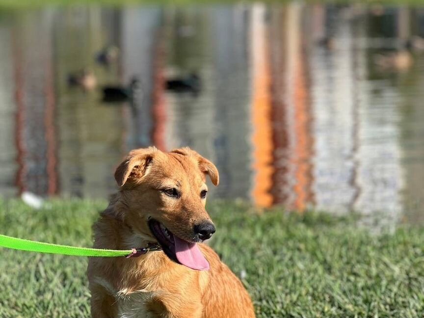 Щенок в добрые руки