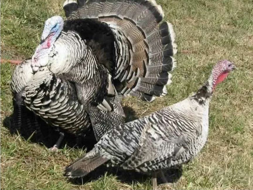 Индюки на племя