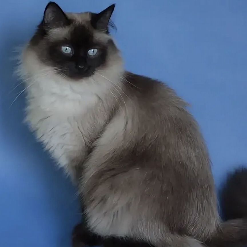 Невский маскарадный кот, взрослый