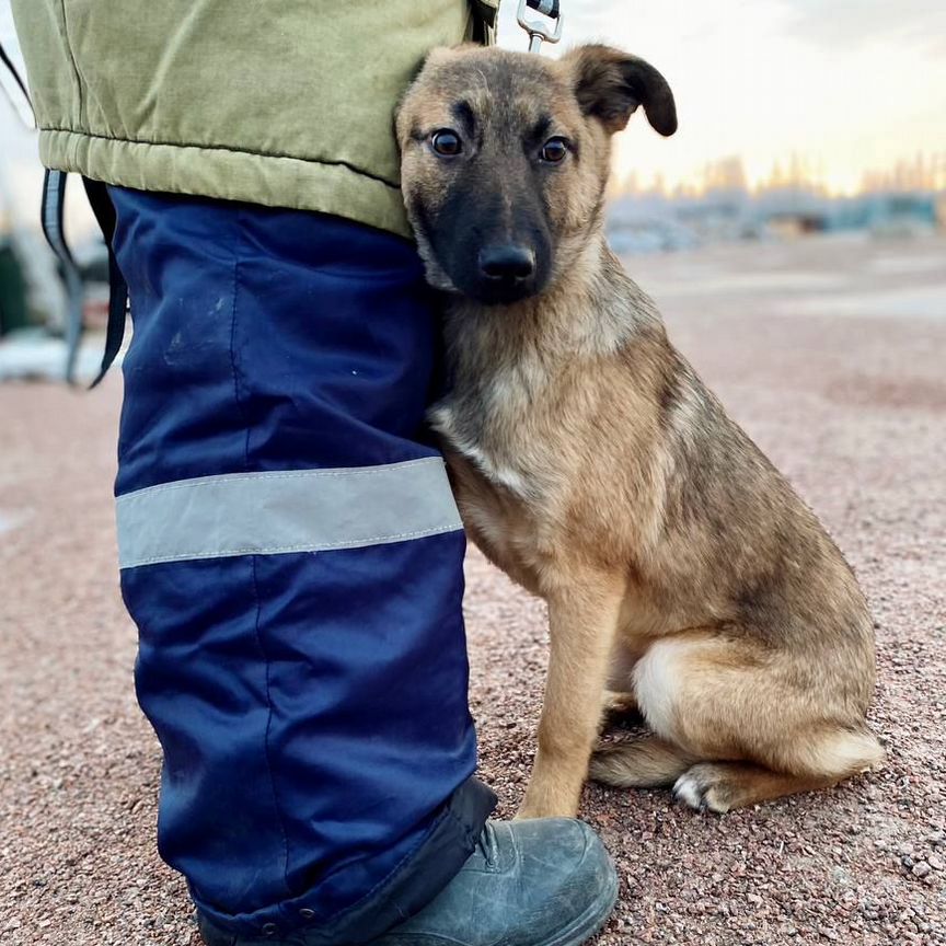 Щенок в добрые руки