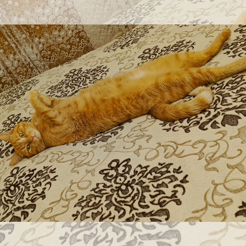 Турецкий ван, взрослый кот