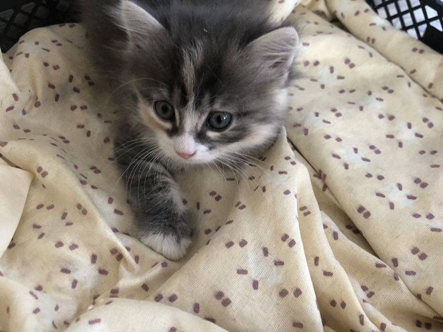 Котята курильский бобтейл бесплатно