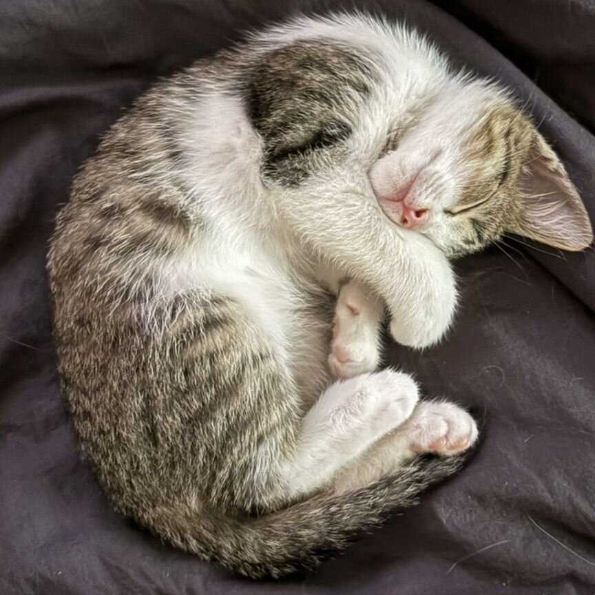 Котёнок в добрые руки