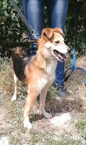 Метис в добрые руки