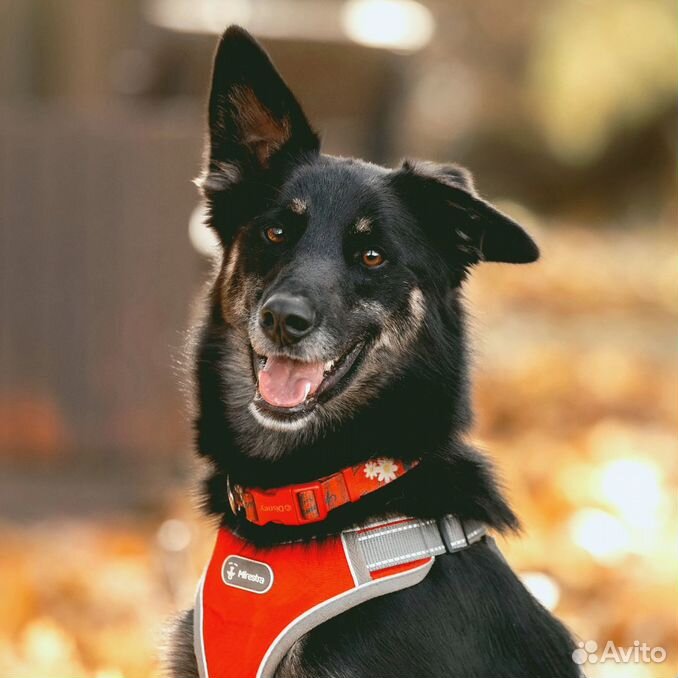 Небольшой молодой пёсик ищет дом