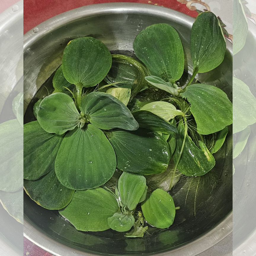 Аквариумное растение пистия