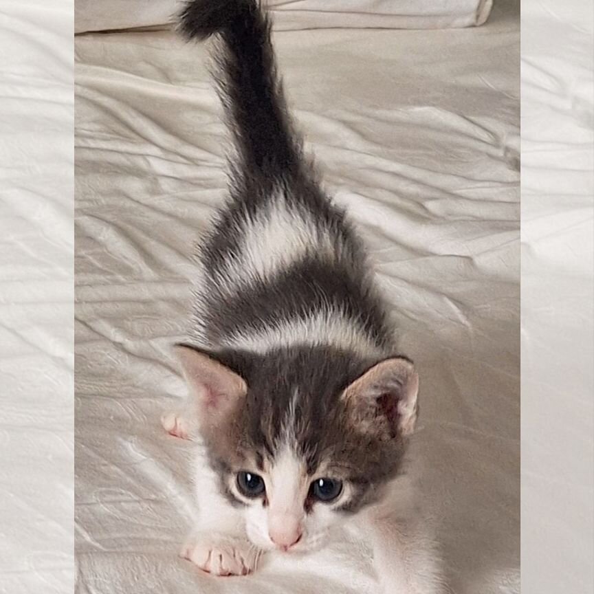 Котенок от умной кошечки
