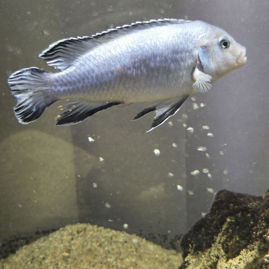 Продам аквариумную рыбку цихлиду