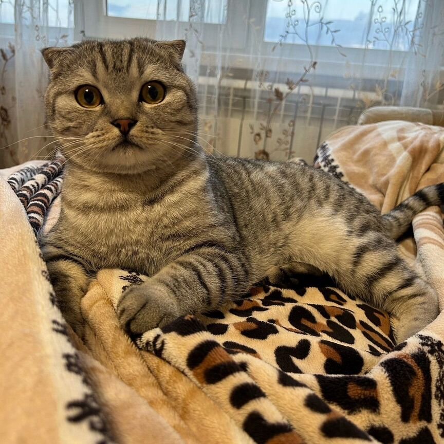 Вислоухий шотландец Лео