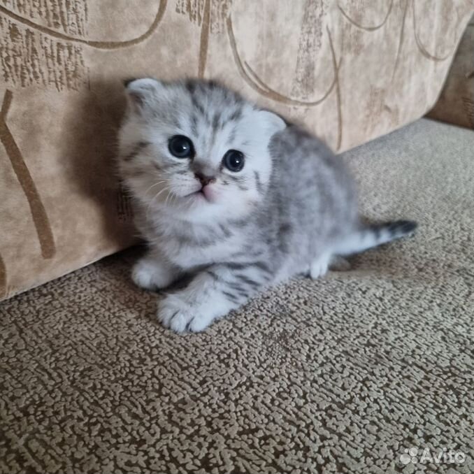 Чудесные шотландские котята