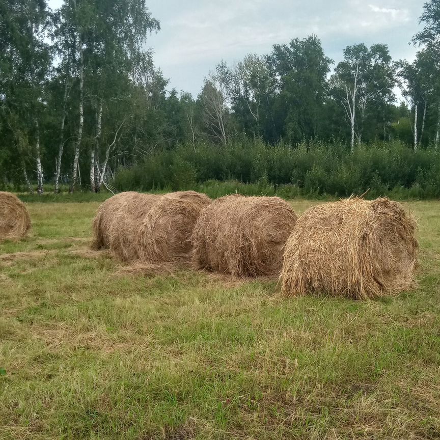 Сено на заказ цена договорная