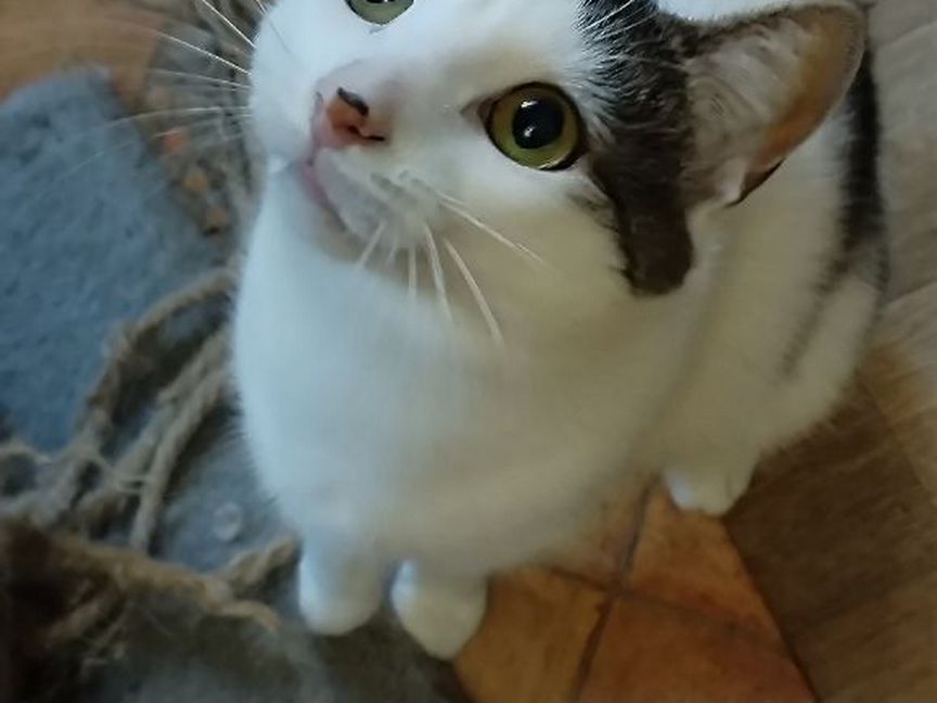 Кошка талисман