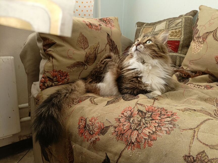 Отдам в добрые руки симпатичную кошечку