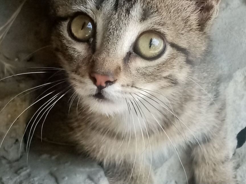Котенок в добрые руки даром