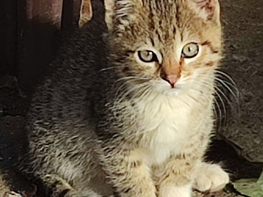 Котенок 2мес