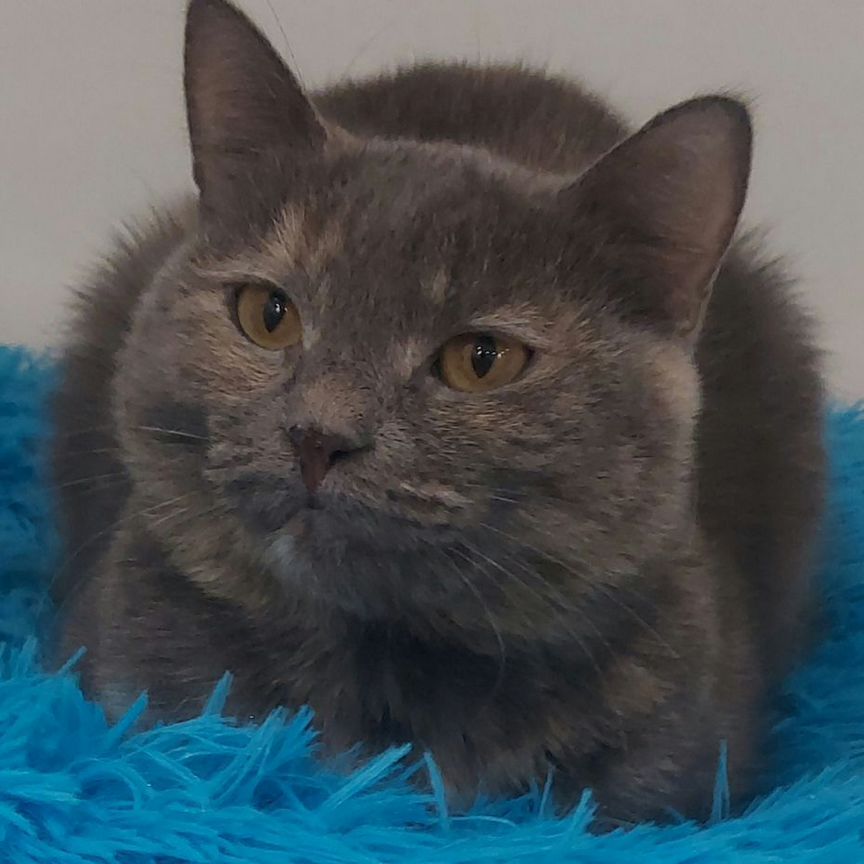 Взрослая кошка в добрые руки