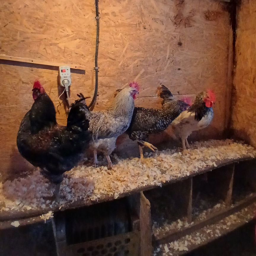 Молодые петухи доминант