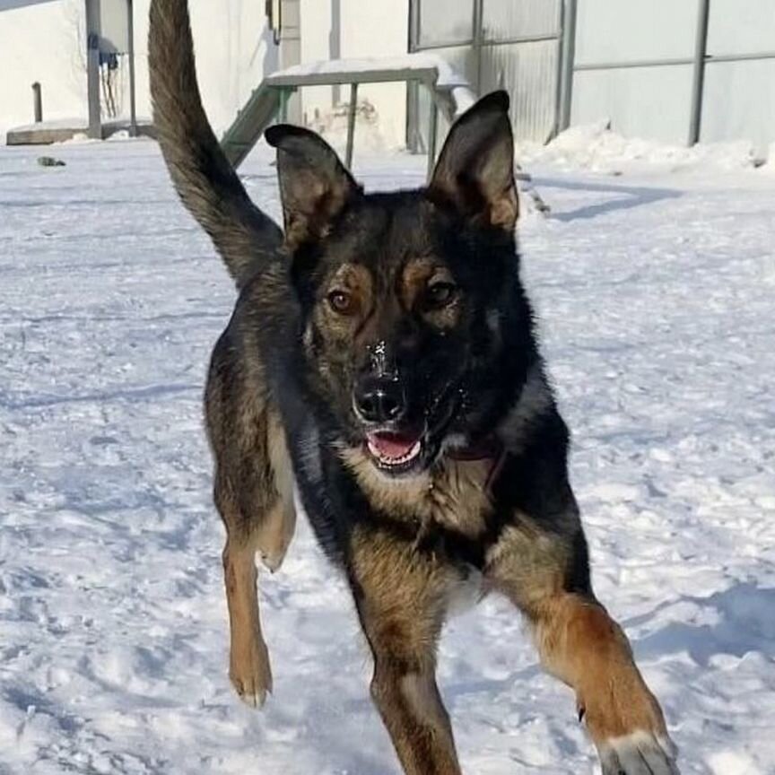 Взрослая собака в добрые руки