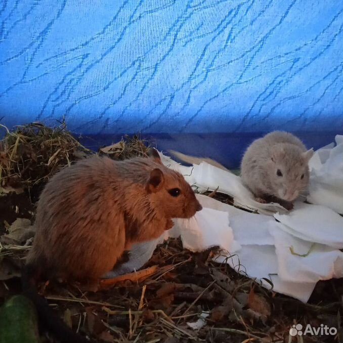 Песчанка монгольская