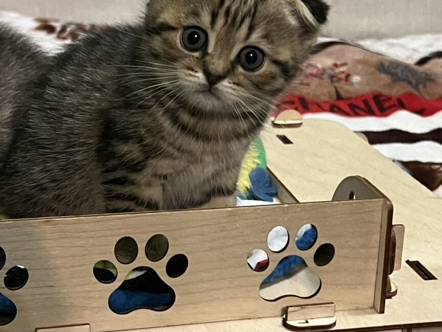 Шотландский золотой котенок
