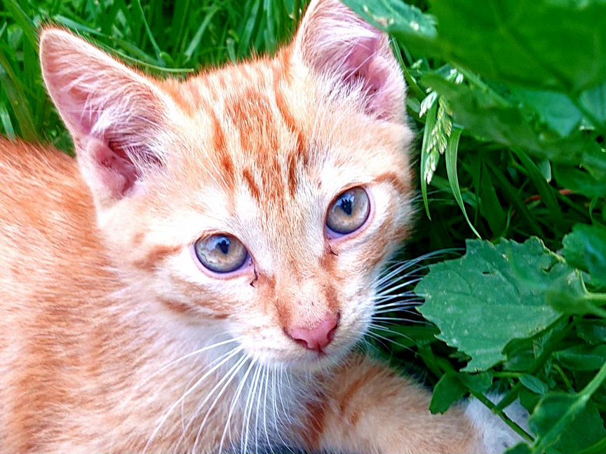 Котёнок. Котёнок. Котёнок