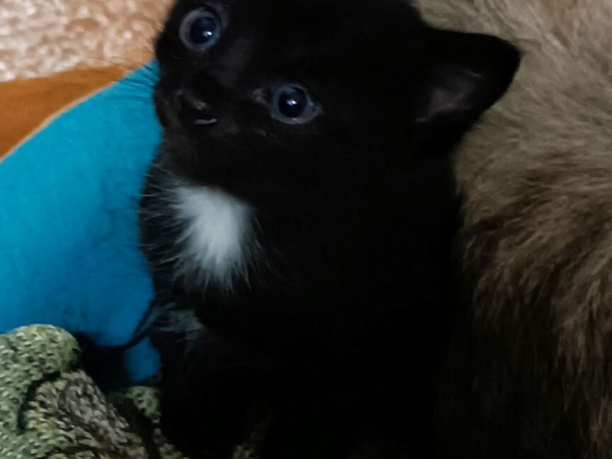 Котята в добрые руки бесплатно мальчик