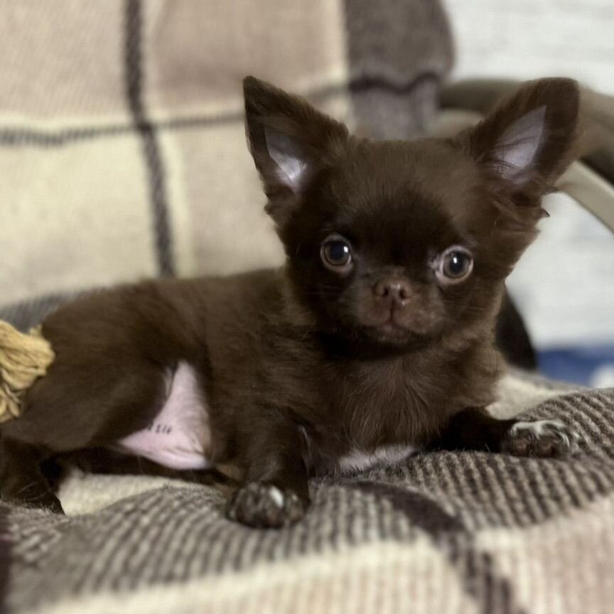 Чихуахуа, щенок