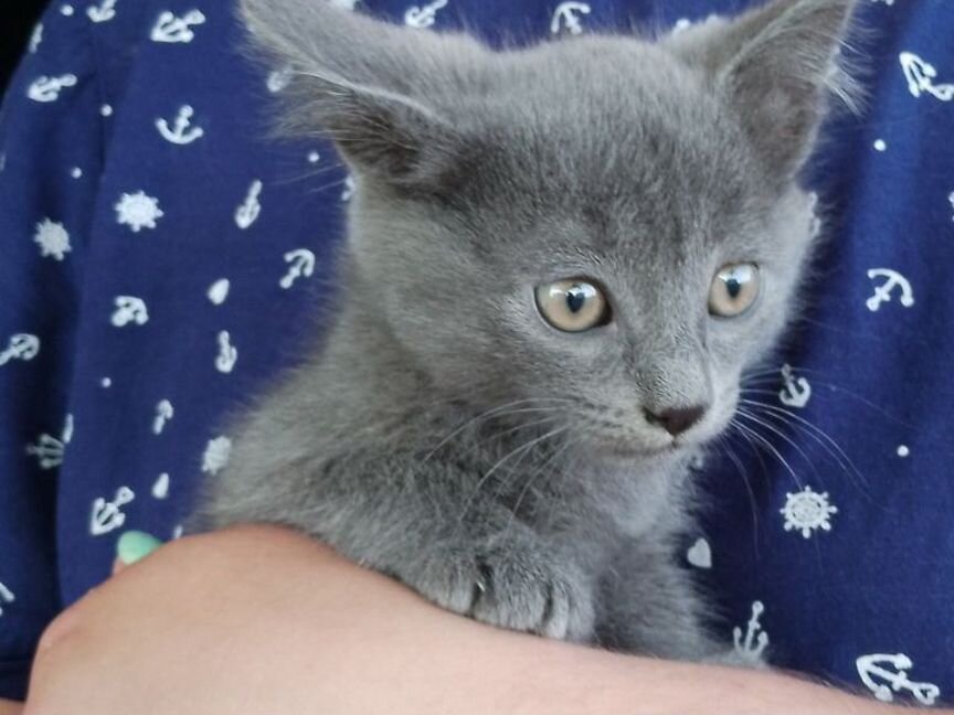 Британские котята помесь