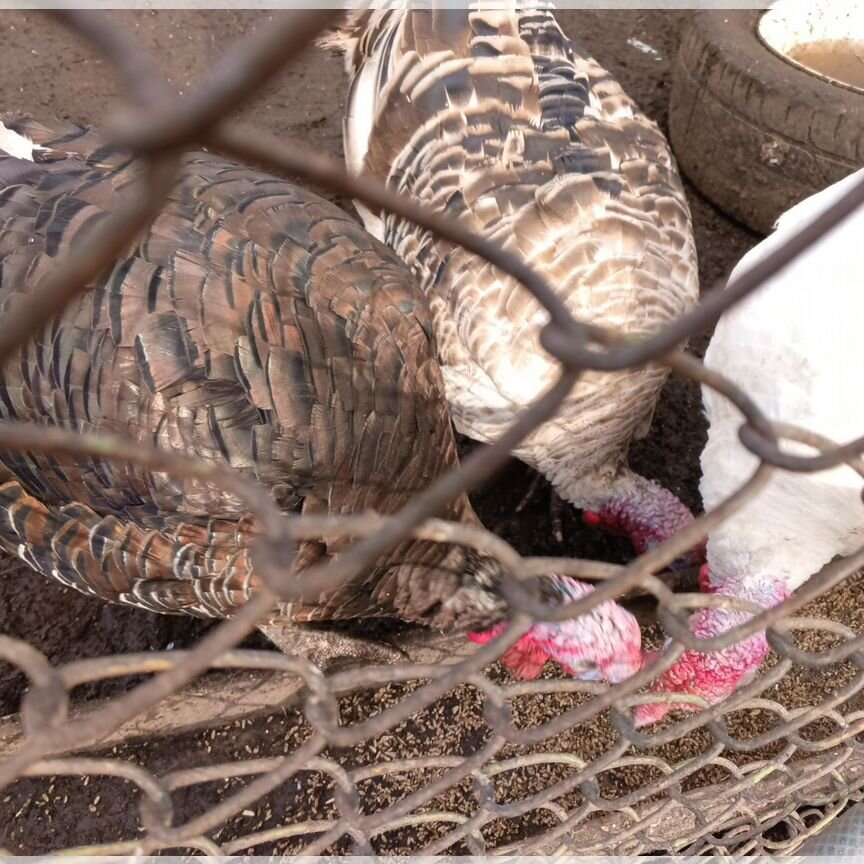 Меняю индюков на индюшек