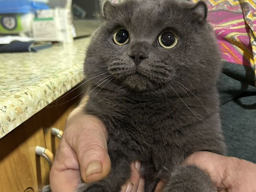 Вислоухие котята