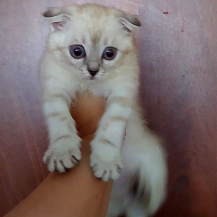 Британские котята