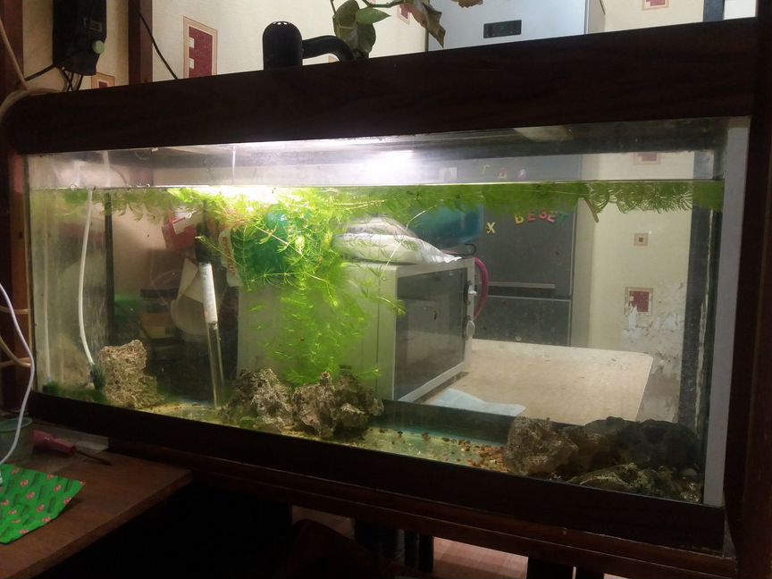 Большой аквариум