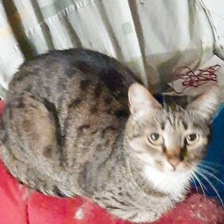 Кота и кошку отдам