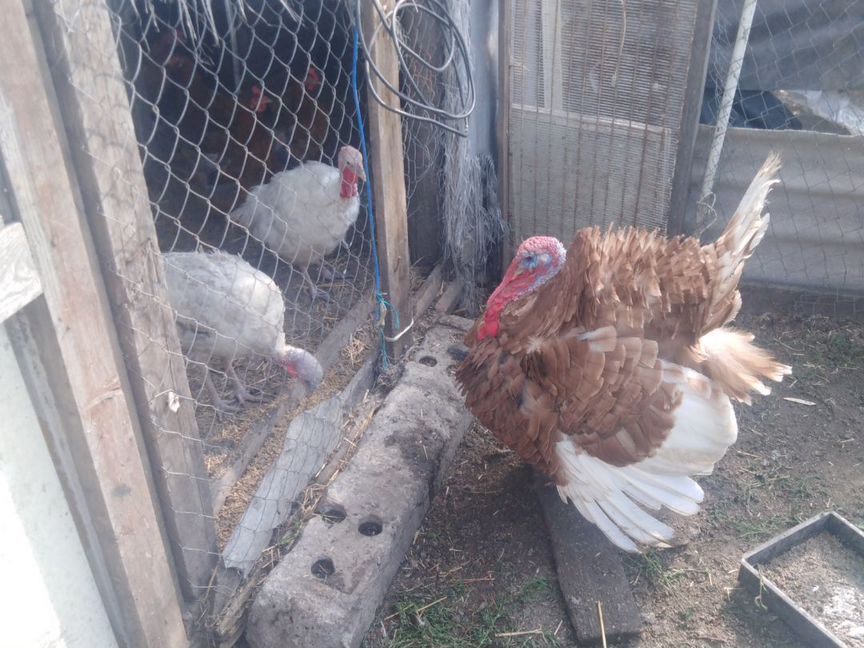 Индюк и две индюшки