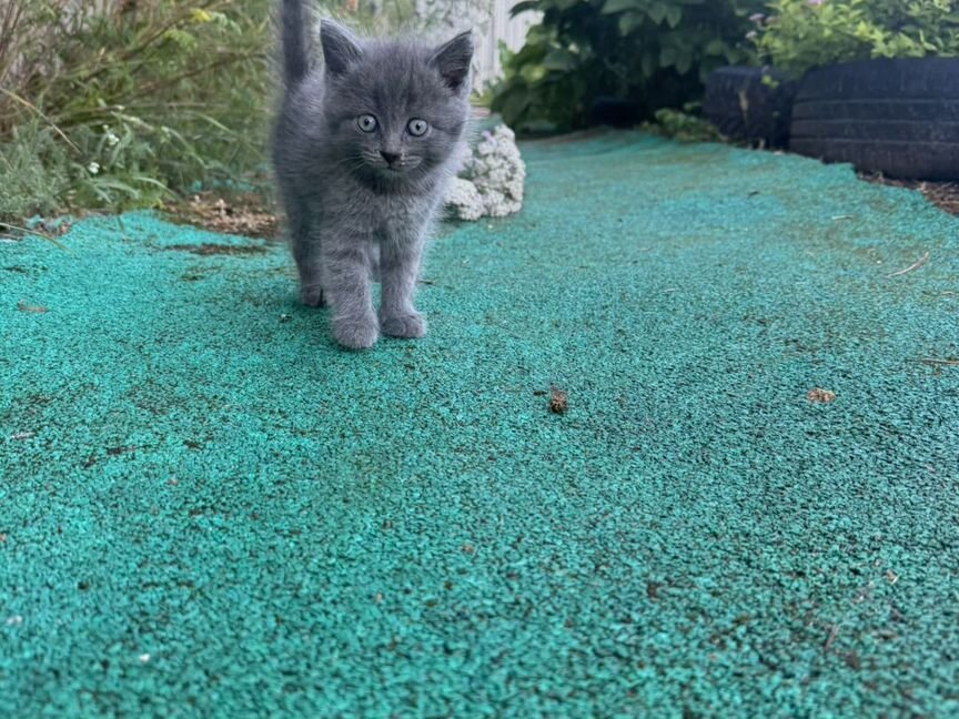 Отдам в добрые руки котят