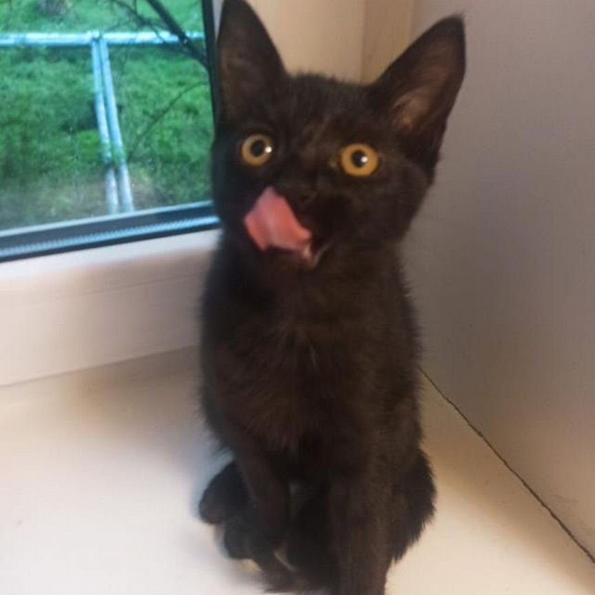 Котенок черного цвета