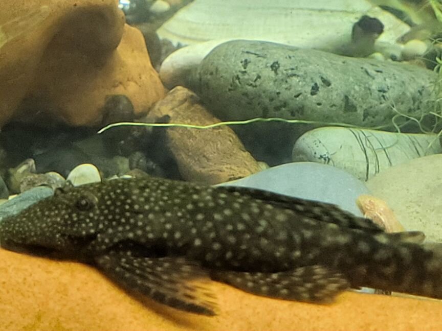 Самки и самцы сомики прилипалы