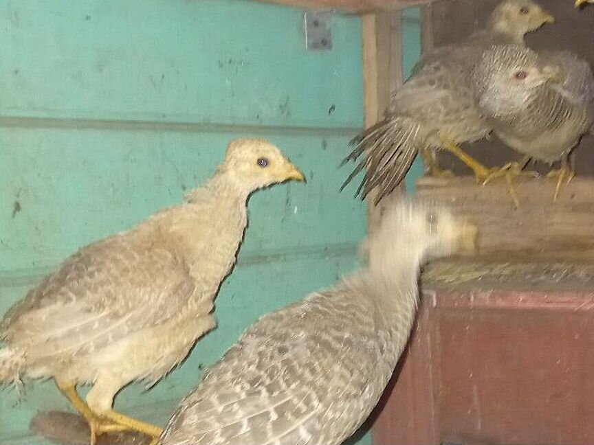 Лимонные фазаны