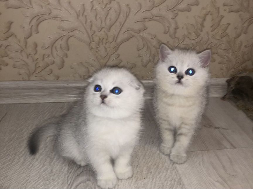 Серебристая шиншилла